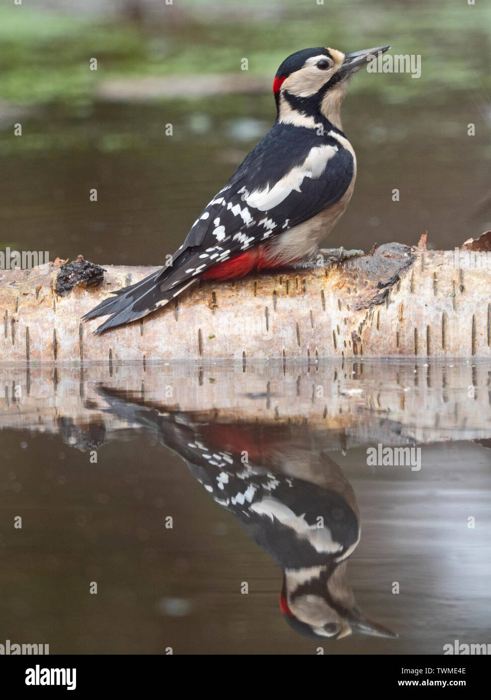 Männlicher buntspecht -Fotos und -Bildmaterial in hoher Auflösung – Alamy