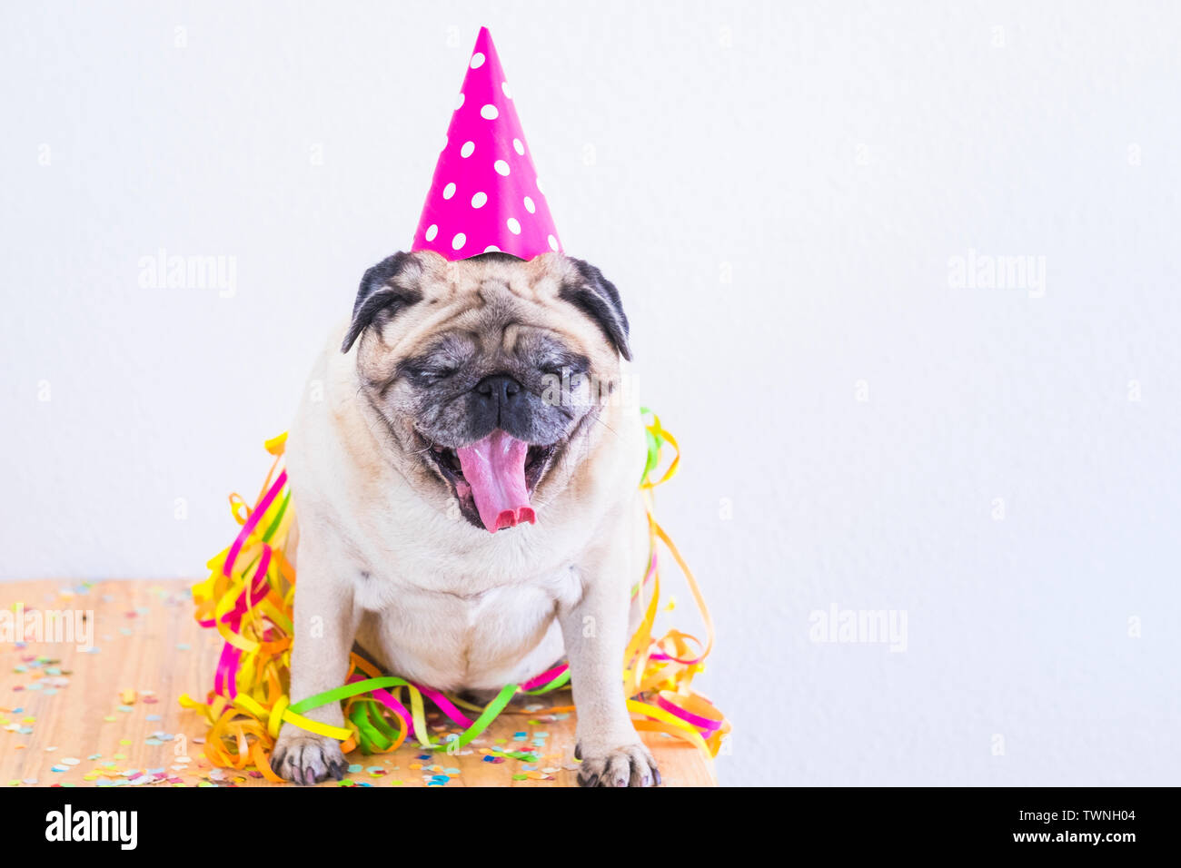 Party und Event Feier fun Konzept mit laxy und müde lustige Mops Hund ...