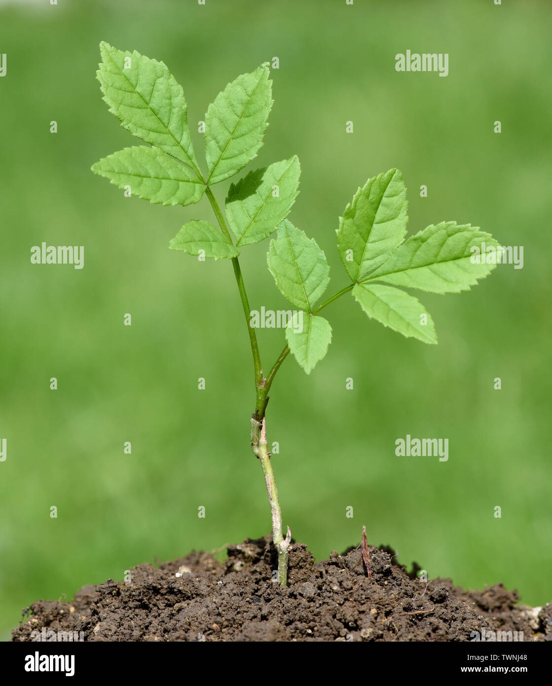 Esche fraxinus excelsior -Fotos und -Bildmaterial in hoher Auflösung ...