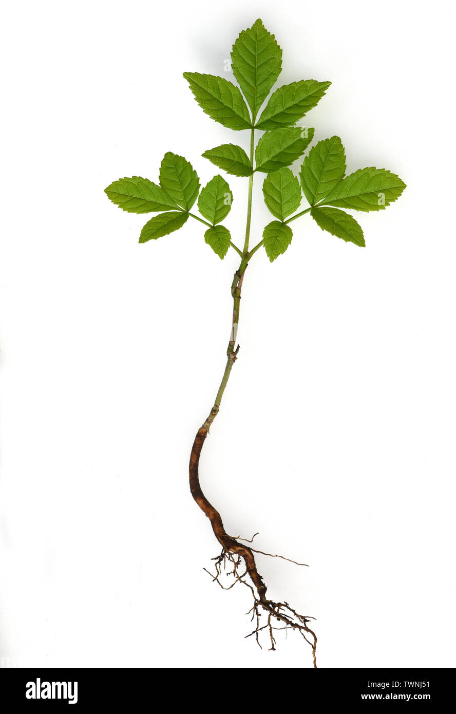 Esche fraxinus excelsior -Fotos und -Bildmaterial in hoher Auflösung ...