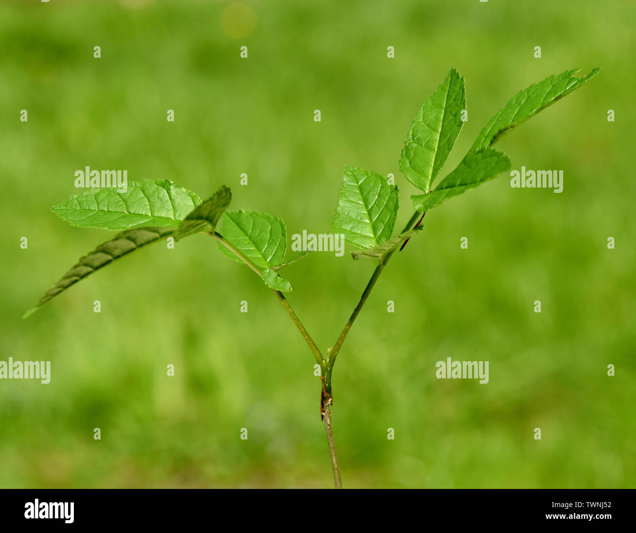 Esche fraxinus excelsior -Fotos und -Bildmaterial in hoher Auflösung ...