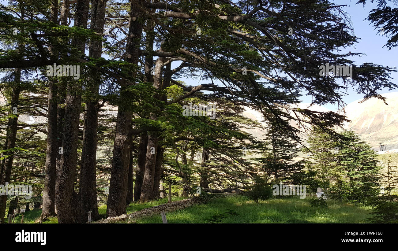 Herr der zedern -Fotos und -Bildmaterial in hoher Auflösung – Alamy