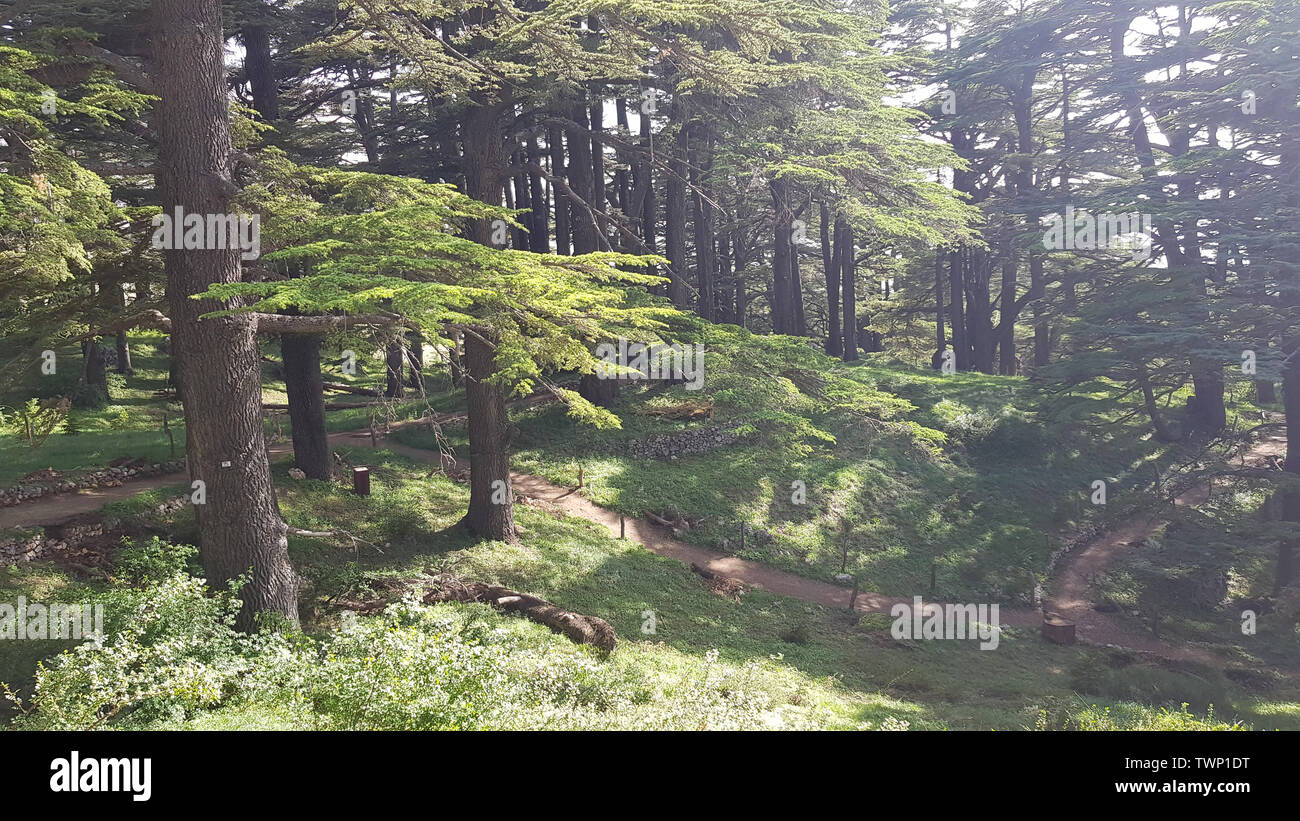 Herr der zedern -Fotos und -Bildmaterial in hoher Auflösung – Alamy