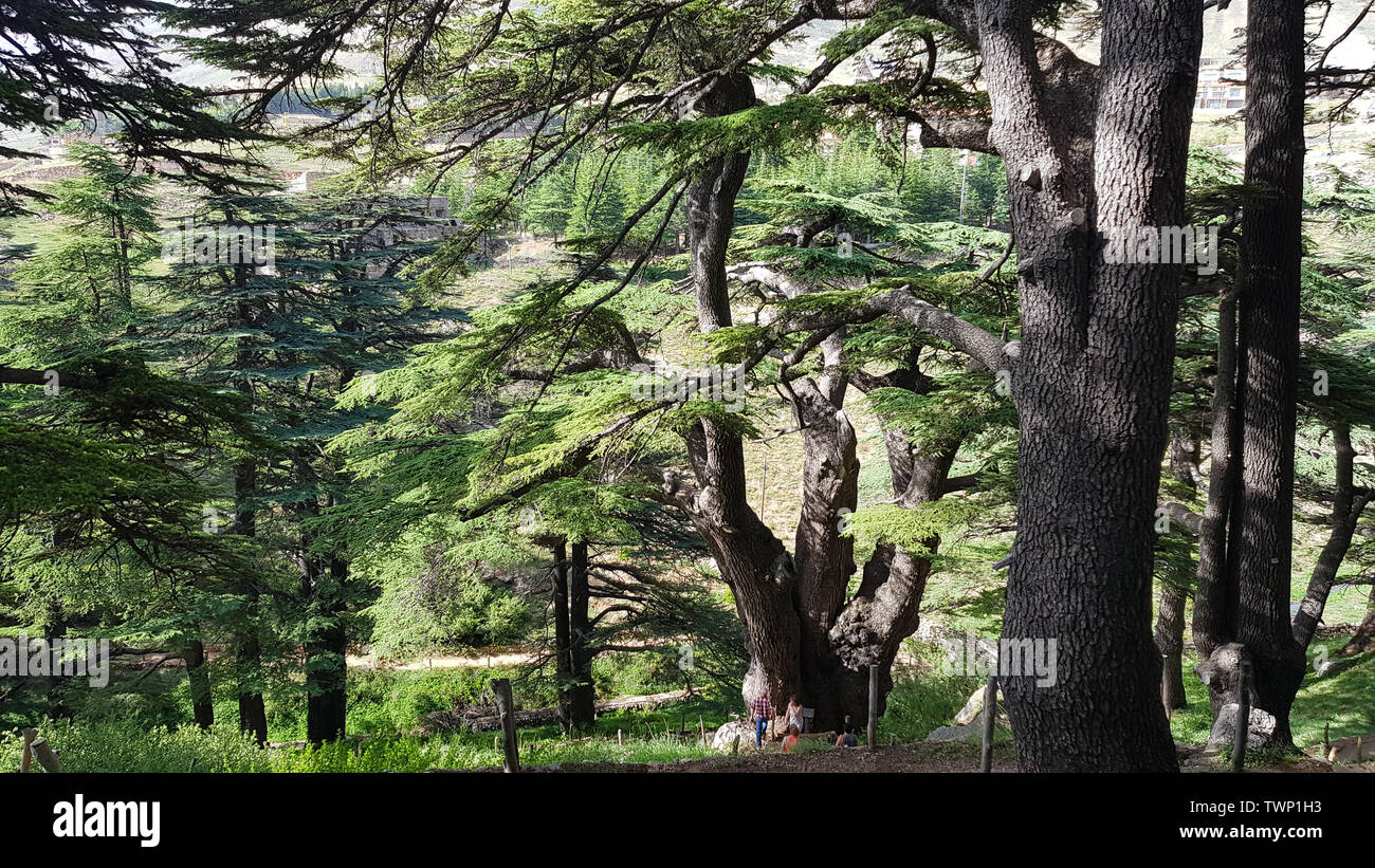 Herr der zedern -Fotos und -Bildmaterial in hoher Auflösung – Alamy