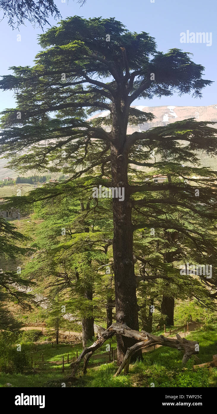 Herr der zedern -Fotos und -Bildmaterial in hoher Auflösung – Alamy