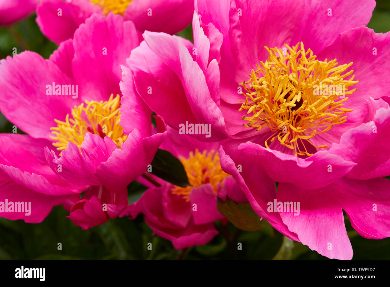 Pfingstrose anatomie -Fotos und -Bildmaterial in hoher Auflösung – Alamy