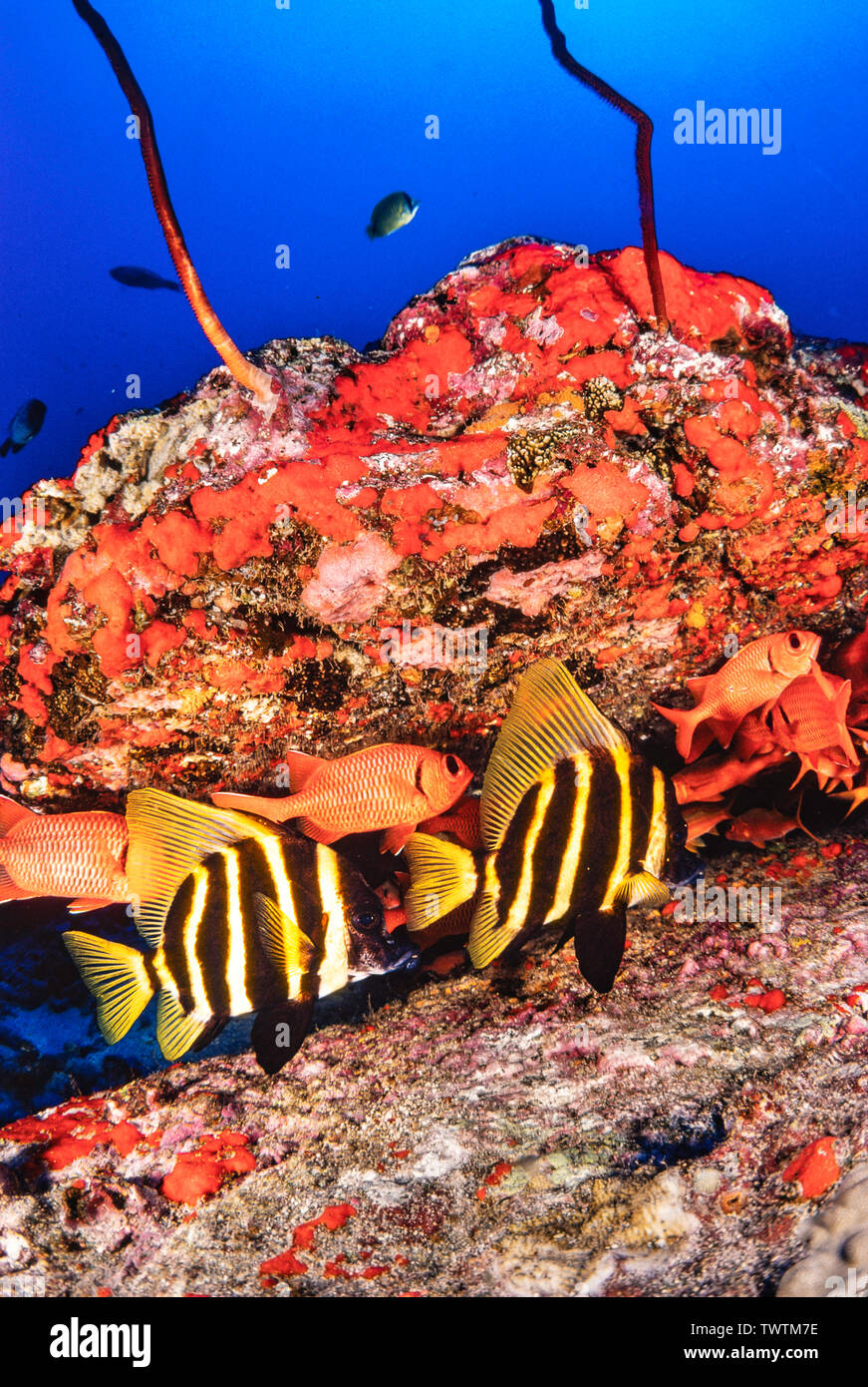 Whiskered boarfish -Fotos und -Bildmaterial in hoher Auflösung – Alamy