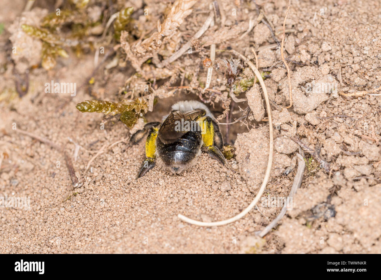 Single Erde bee Männchen mit gelben Pollen auf den Boden, Deutschland ...