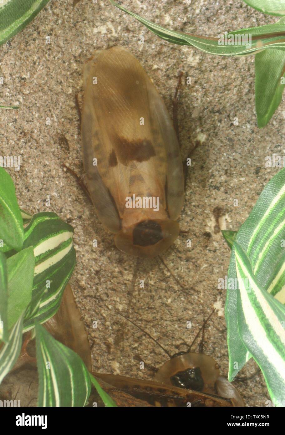 Riesenkakerlake Blaberus Giganteus Stockfotos und -bilder Kaufen - Alamy