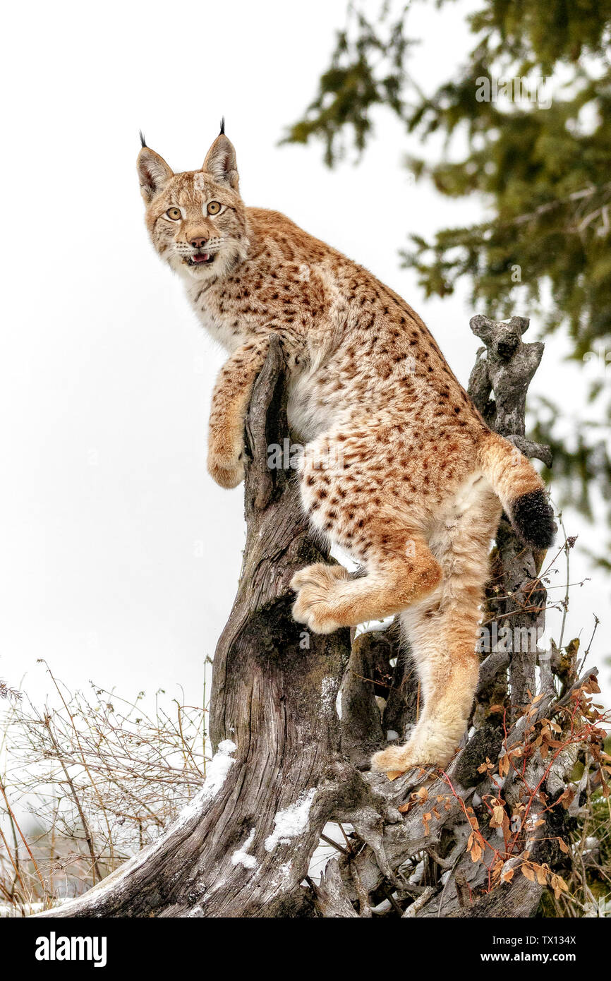 Dies ist ein jugendlicher Sibirischer Luchs. Die sibirische Lynx ist ... Dies ist ein jugendlicher Sibirischer Luchs. Die sibirische Lynx ist ...