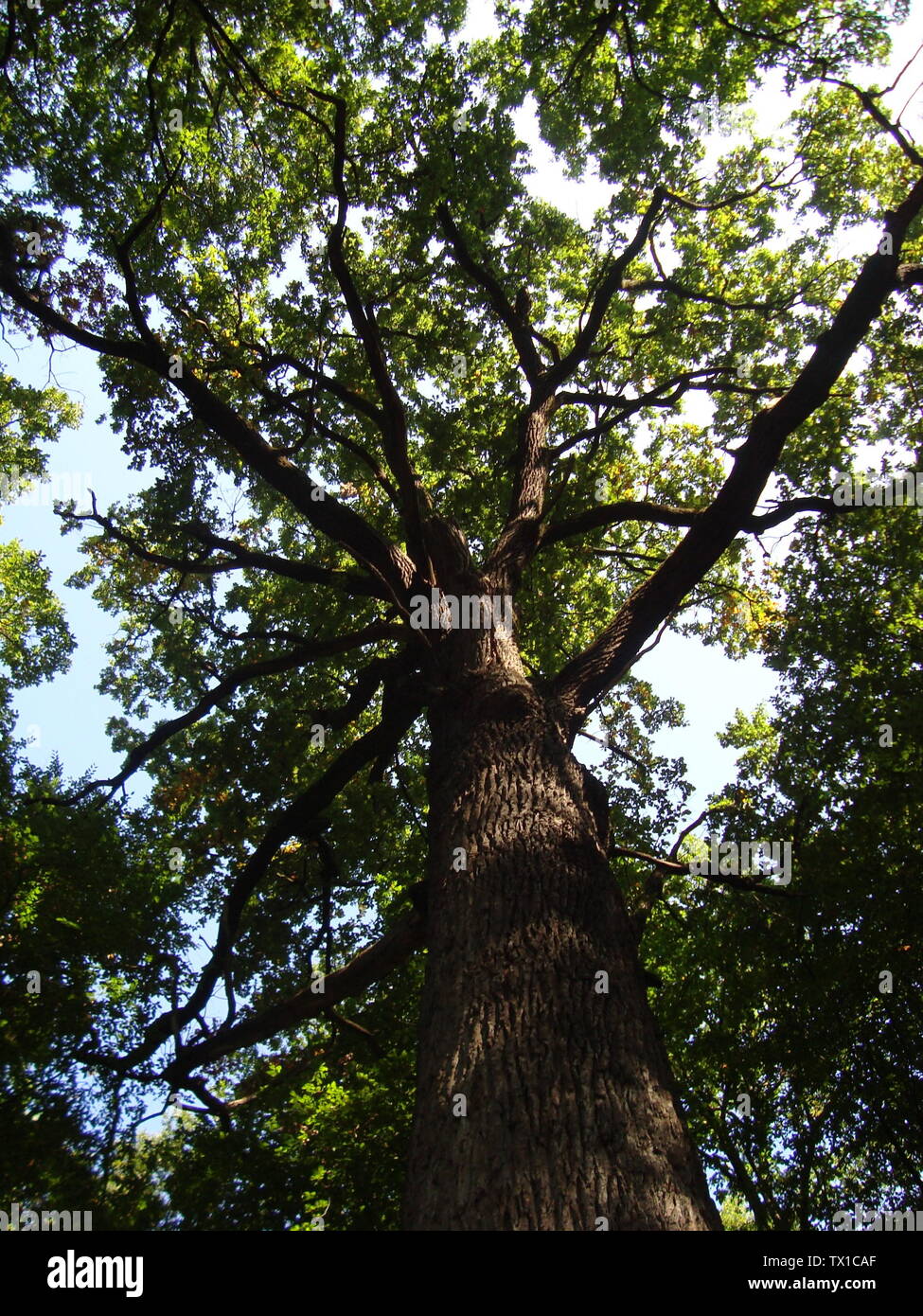 Codrii cosminului stejarul lui aztefan cel mare -Fotos und ...