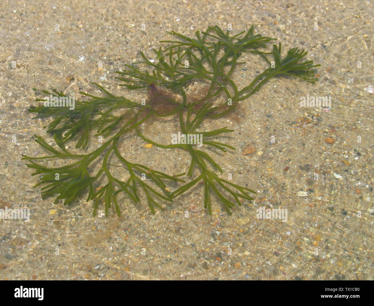 Codium fragile dead mans fingers -Fotos und -Bildmaterial in hoher ...