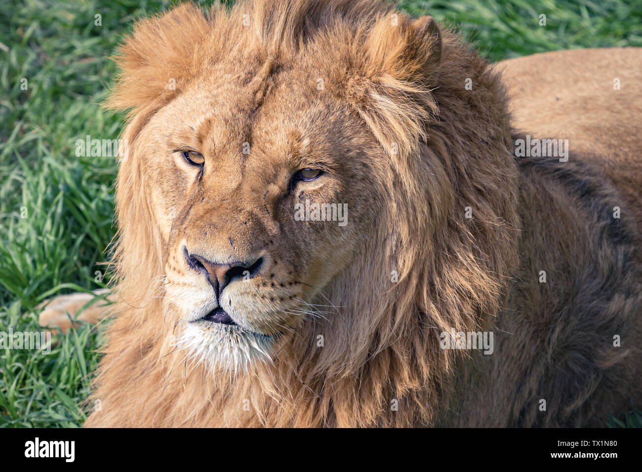 Narben am kopf -Fotos und -Bildmaterial in hoher Auflösung – Alamy