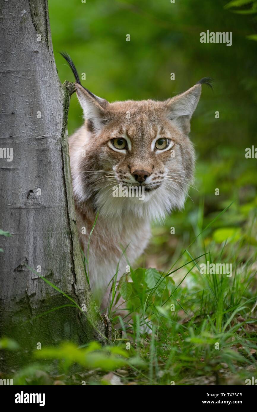 Eurasischer luchs luchs luchs schaut hinter den baumstamm -Fotos und ...