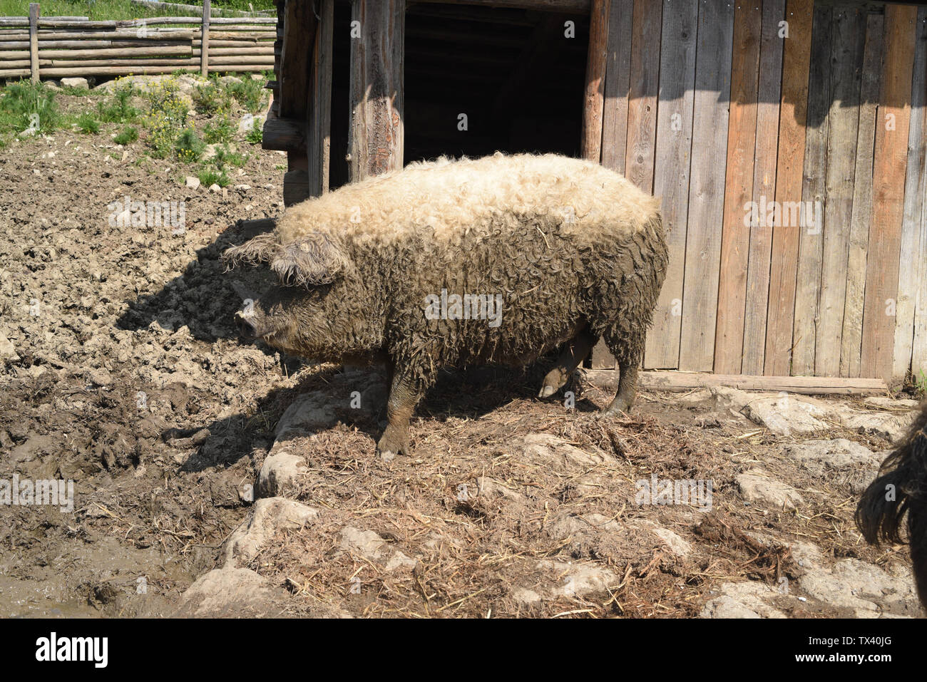 Wollschwein, Sus scrofa, Mangalica Stockfotografie - Alamy