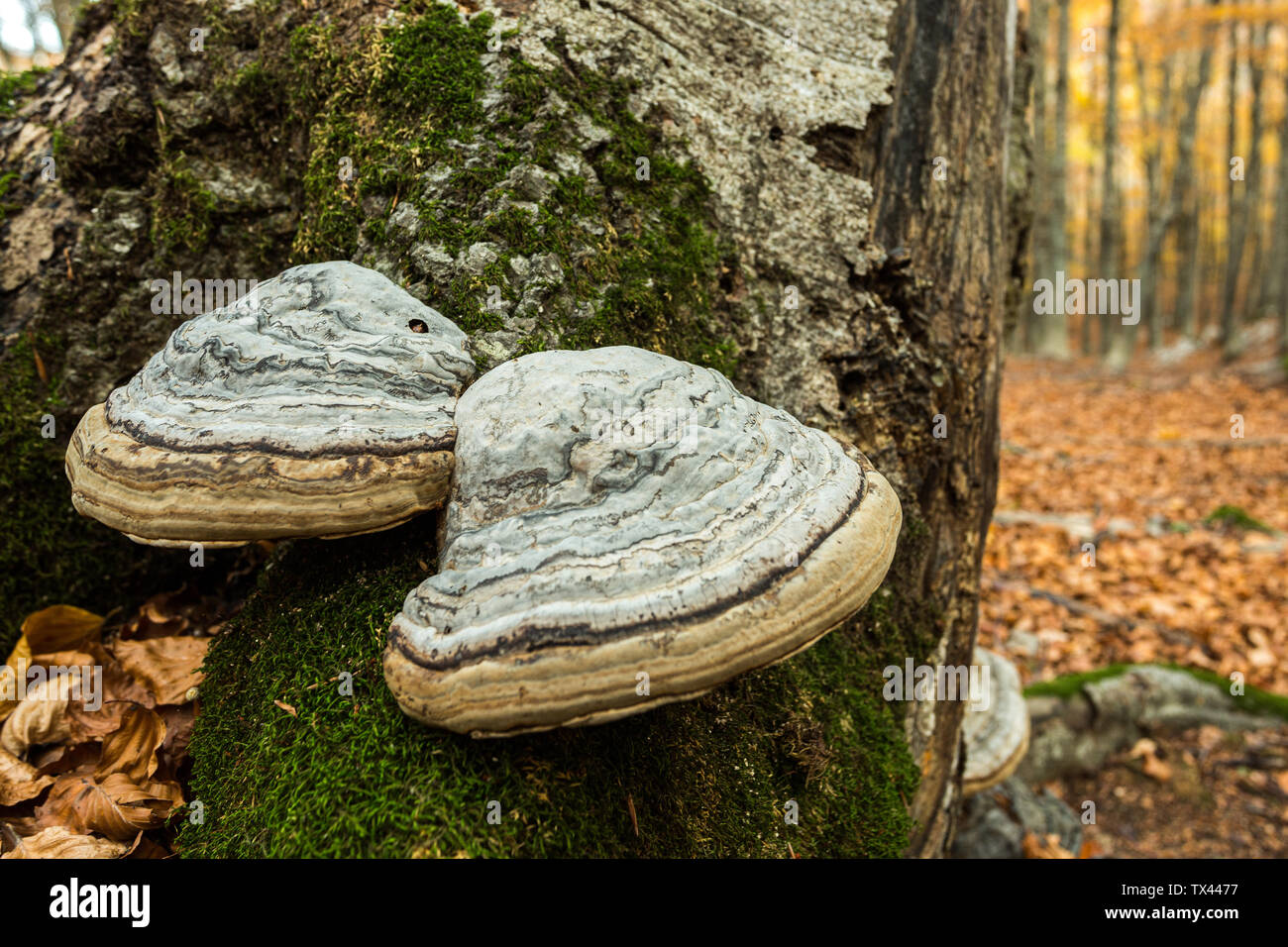 Pilz chaga auf baum -Fotos und -Bildmaterial in hoher Auflösung – Alamy