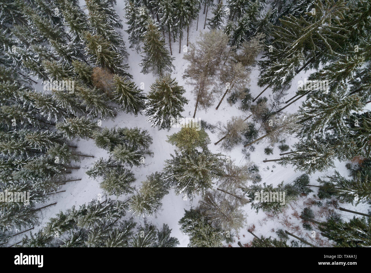 Nadelwald im winter -Fotos und -Bildmaterial in hoher Auflösung – Alamy