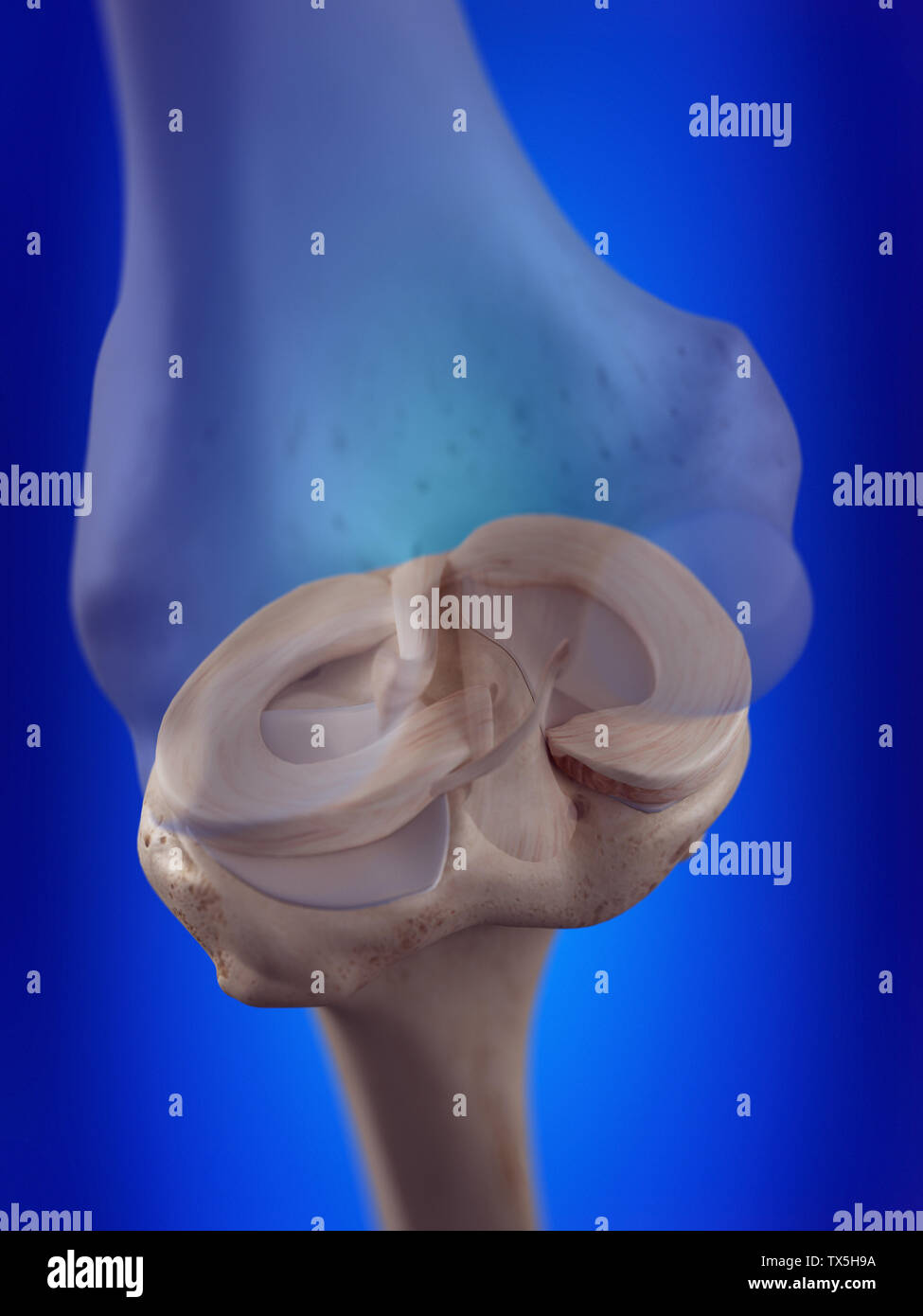 Mediale und laterale menisken -Fotos und -Bildmaterial in hoher ...