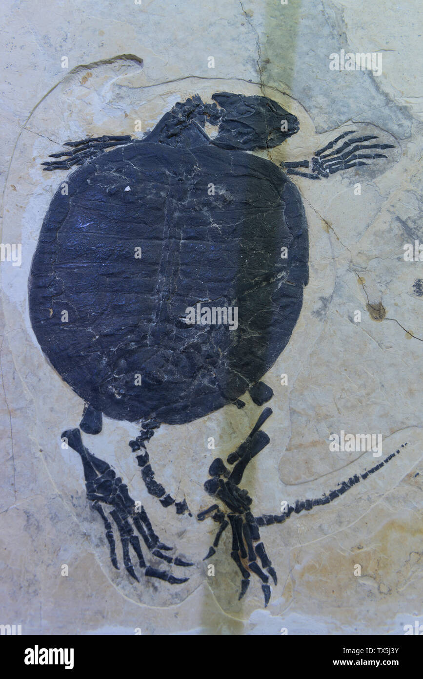 Turtle fossil -Fotos und -Bildmaterial in hoher Auflösung – Alamy