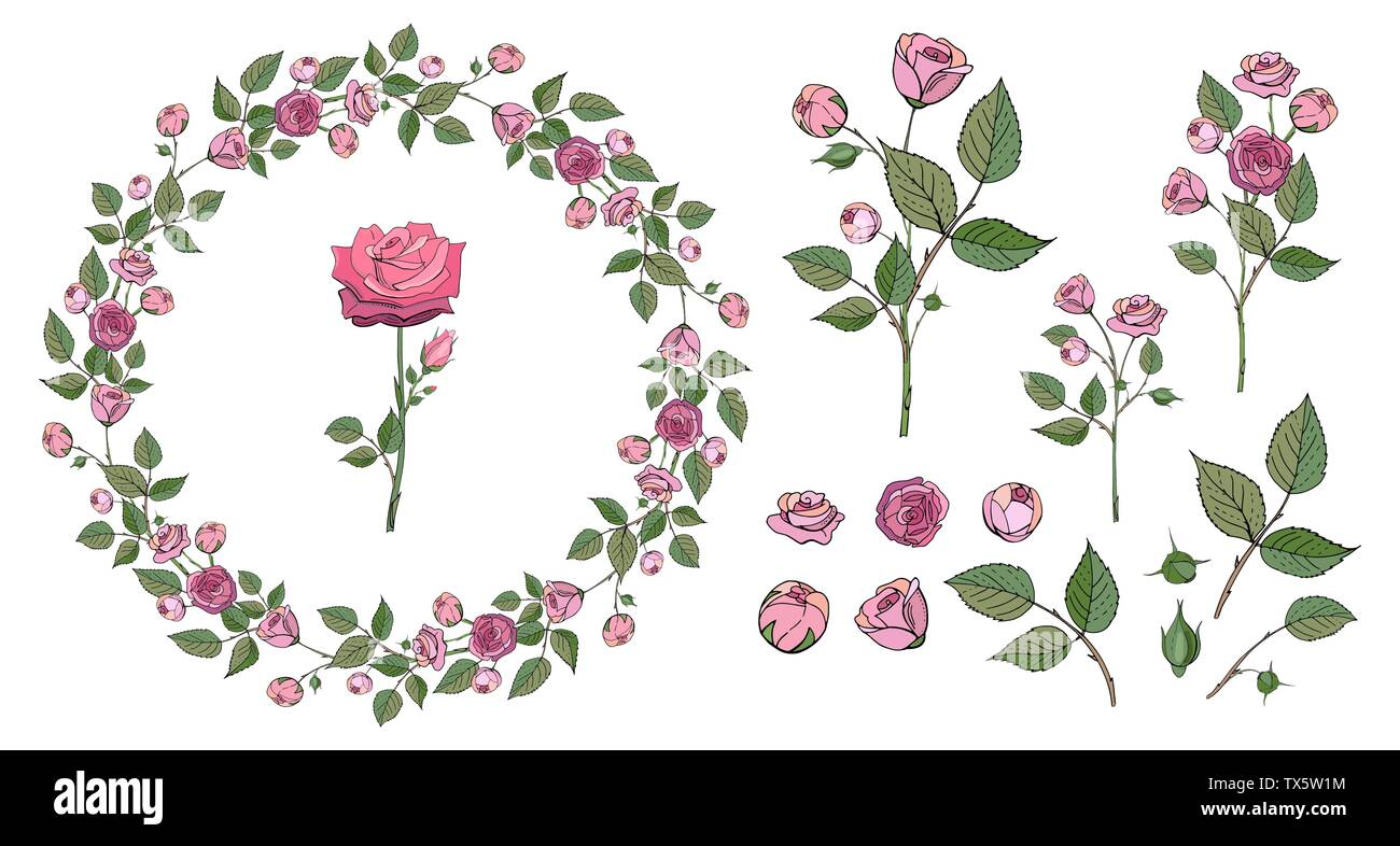 Satz von Hand gezeichneten rosa Rose Äste mit grünen Blättern. Sammlung ...