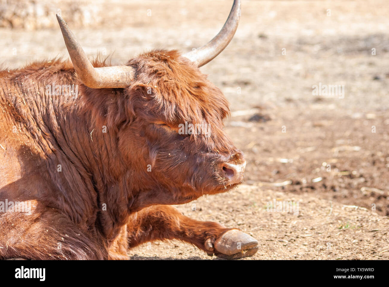 Highlander cow -Fotos und -Bildmaterial in hoher Auflösung – Alamy