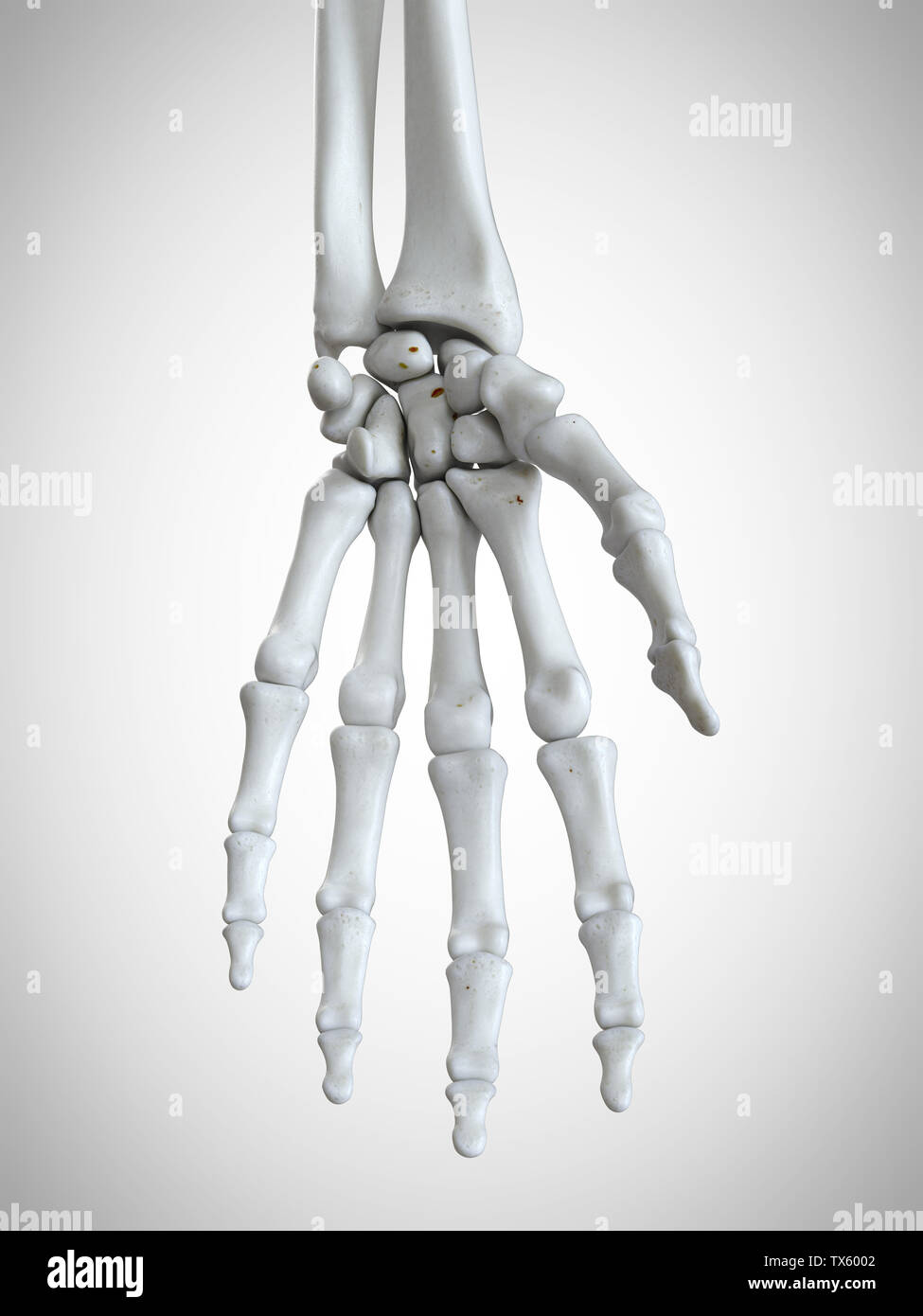 Carpal Bones Stockfotos und -bilder Kaufen - Alamy