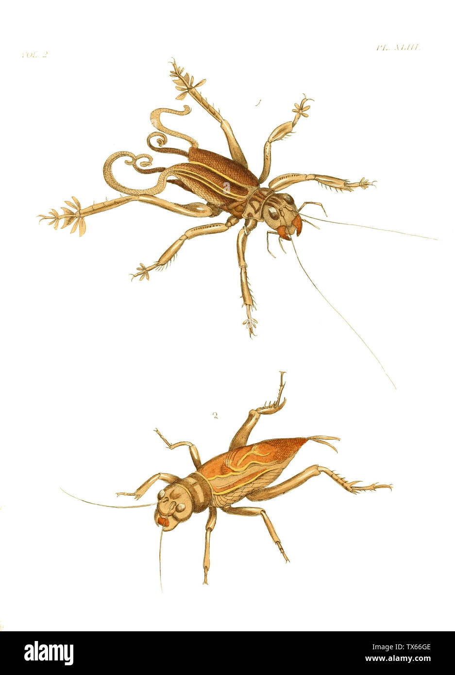 Schizodactylus Monstrosus Stockfotos und -bilder Kaufen - Alamy