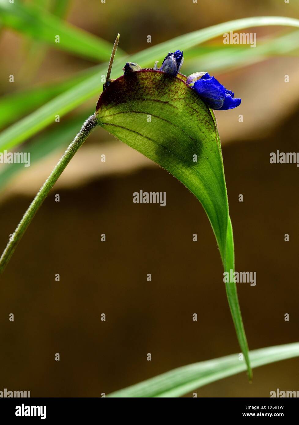 Vogelschnabel Dayflower Stockfotos und -bilder Kaufen - Alamy