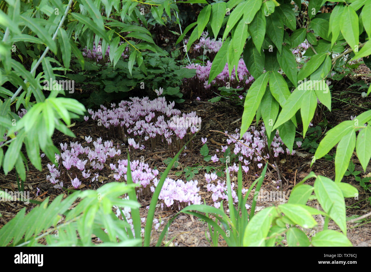 Verschiedene Klumpen von rosa Cyclamen cyprium Blumen unter ...