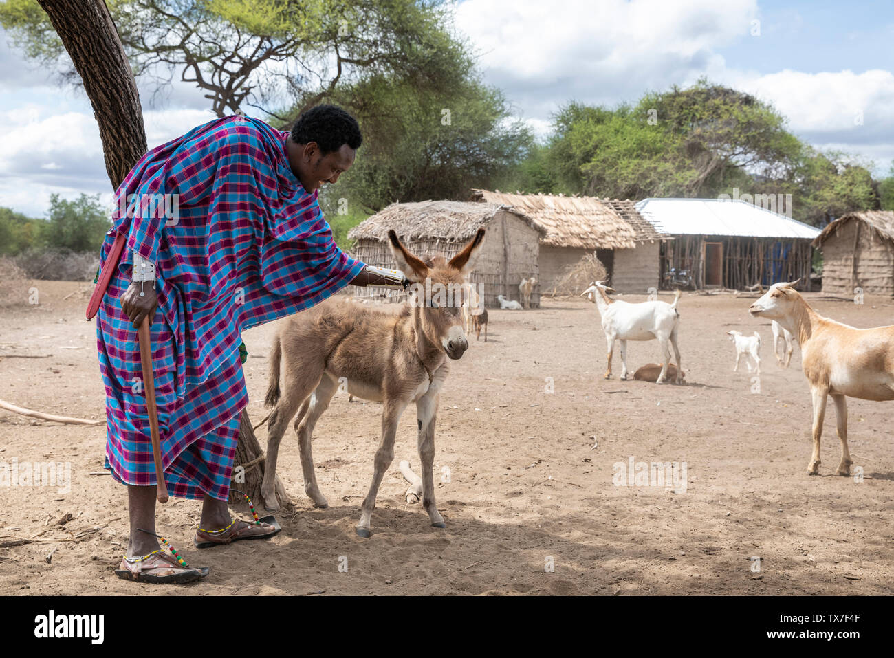Masai Mann mit einem Baby Esel Stockfotografie - Alamy