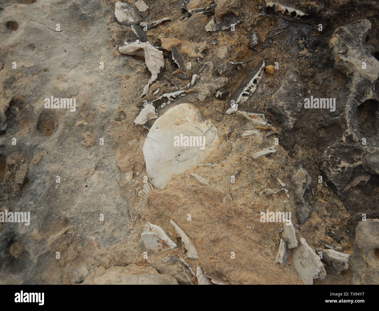 Fossilien von seeigeln -Fotos und -Bildmaterial in hoher Auflösung – Alamy