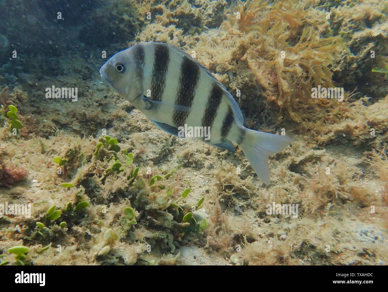 Archosargus probatocephalus schafskopf fisch -Fotos und -Bildmaterial ...