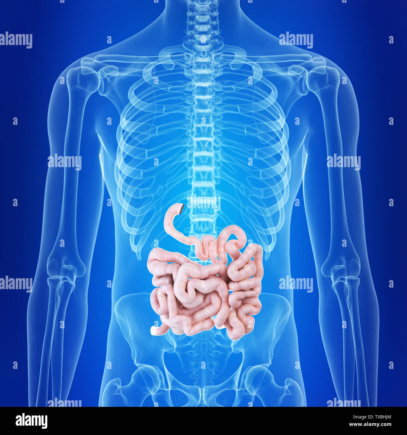 Menschlicher Darm Stockfotos und -bilder Kaufen - Alamy