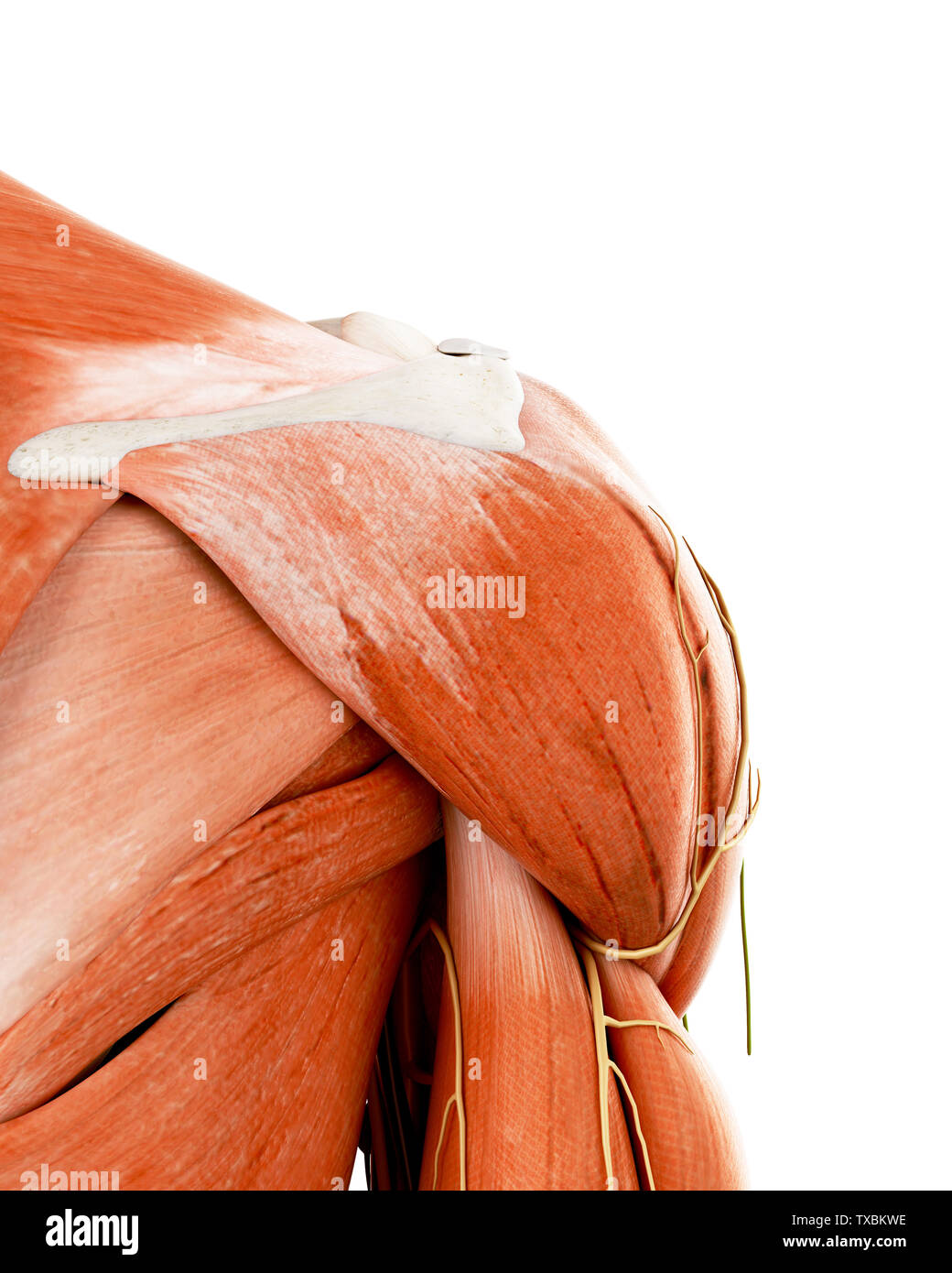 3D-gerenderte medizinisch exakte Darstellung der menschlichen Anatomie ...