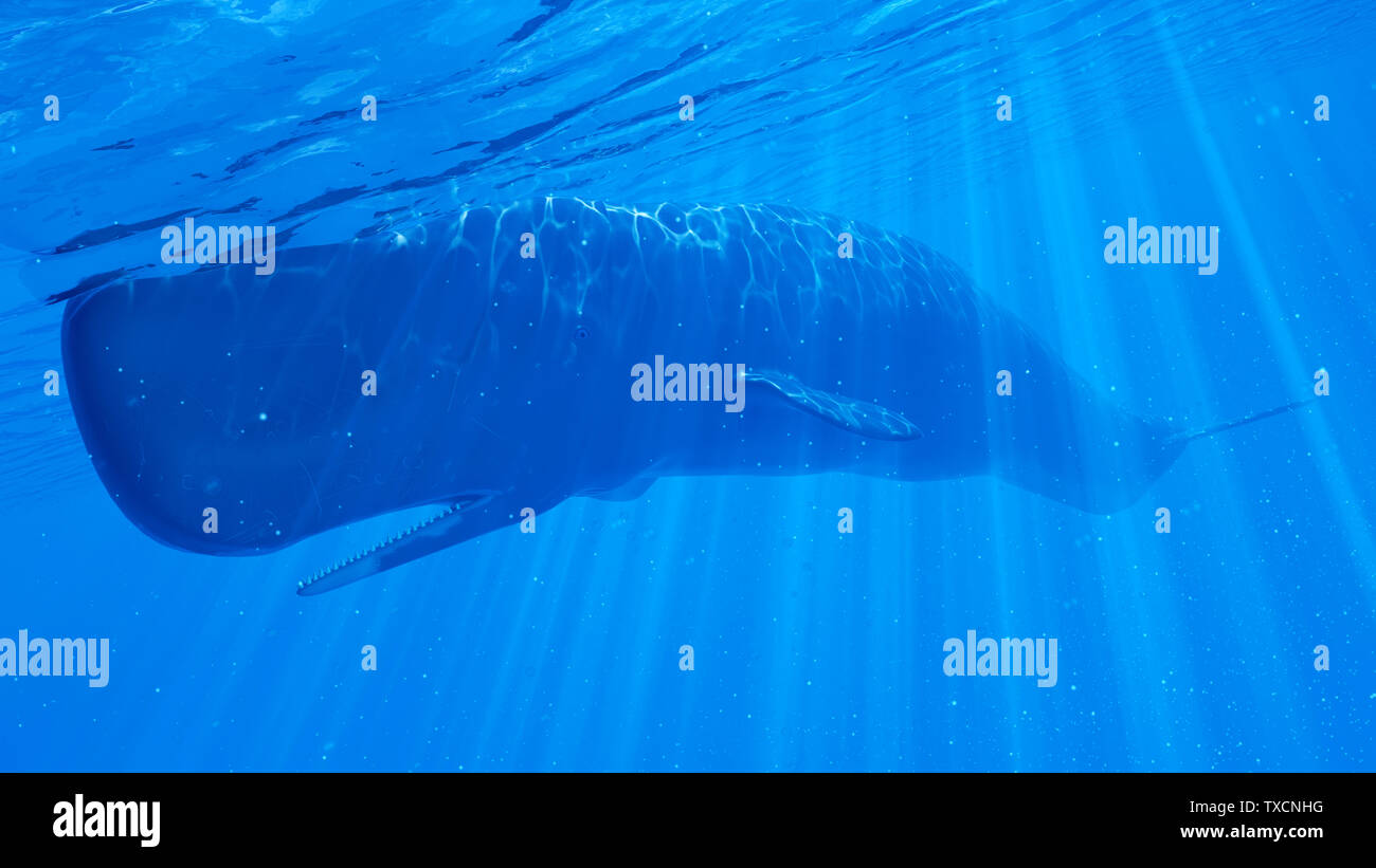 Ein pottwal -Fotos und -Bildmaterial in hoher Auflösung – Alamy