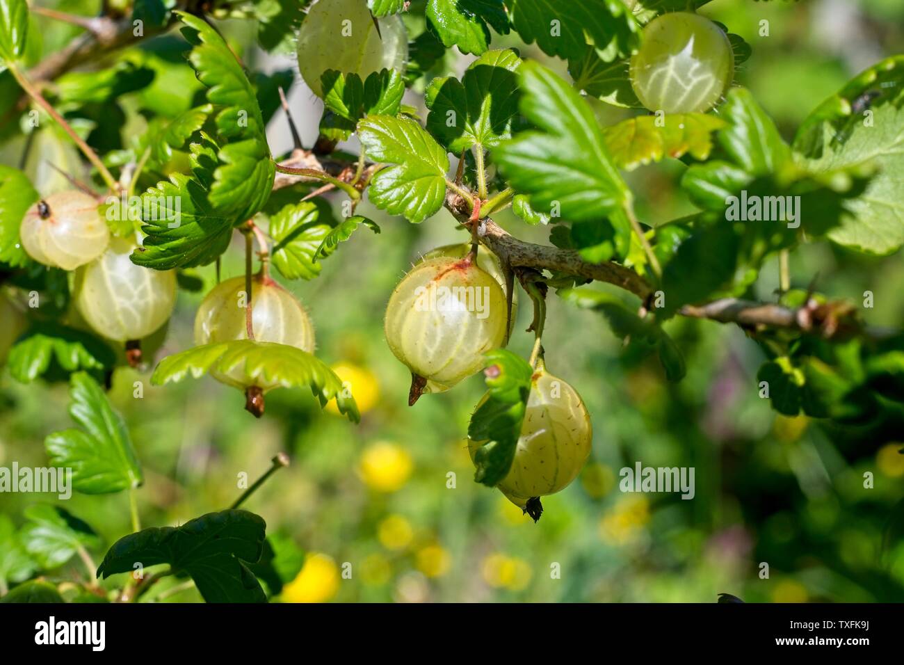 Stachelbeere invicta -Fotos und -Bildmaterial in hoher Auflösung – Alamy