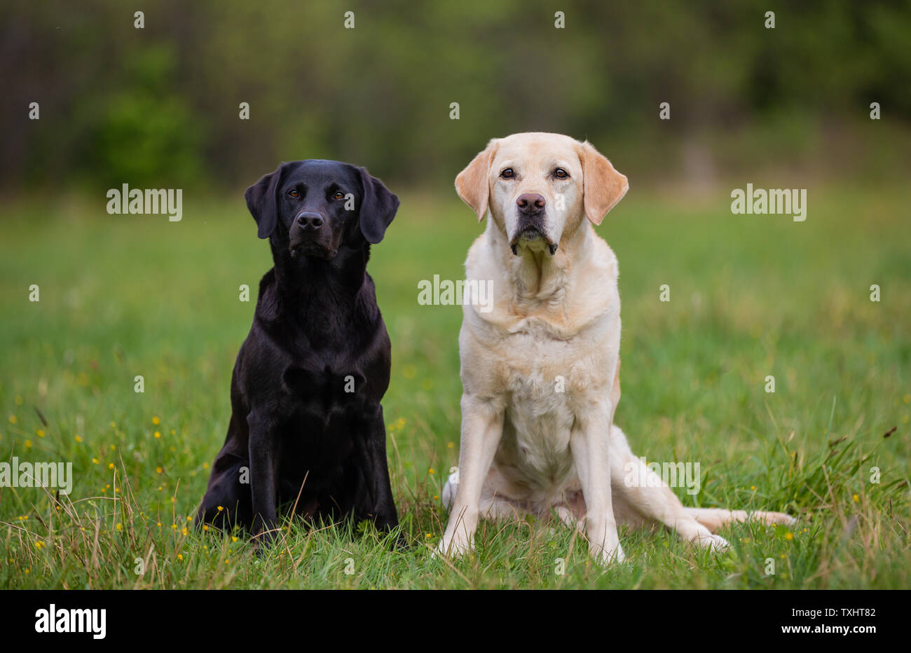 Gelbe und Schwarze Labradors Stockfotos und -bilder Kaufen - Alamy
