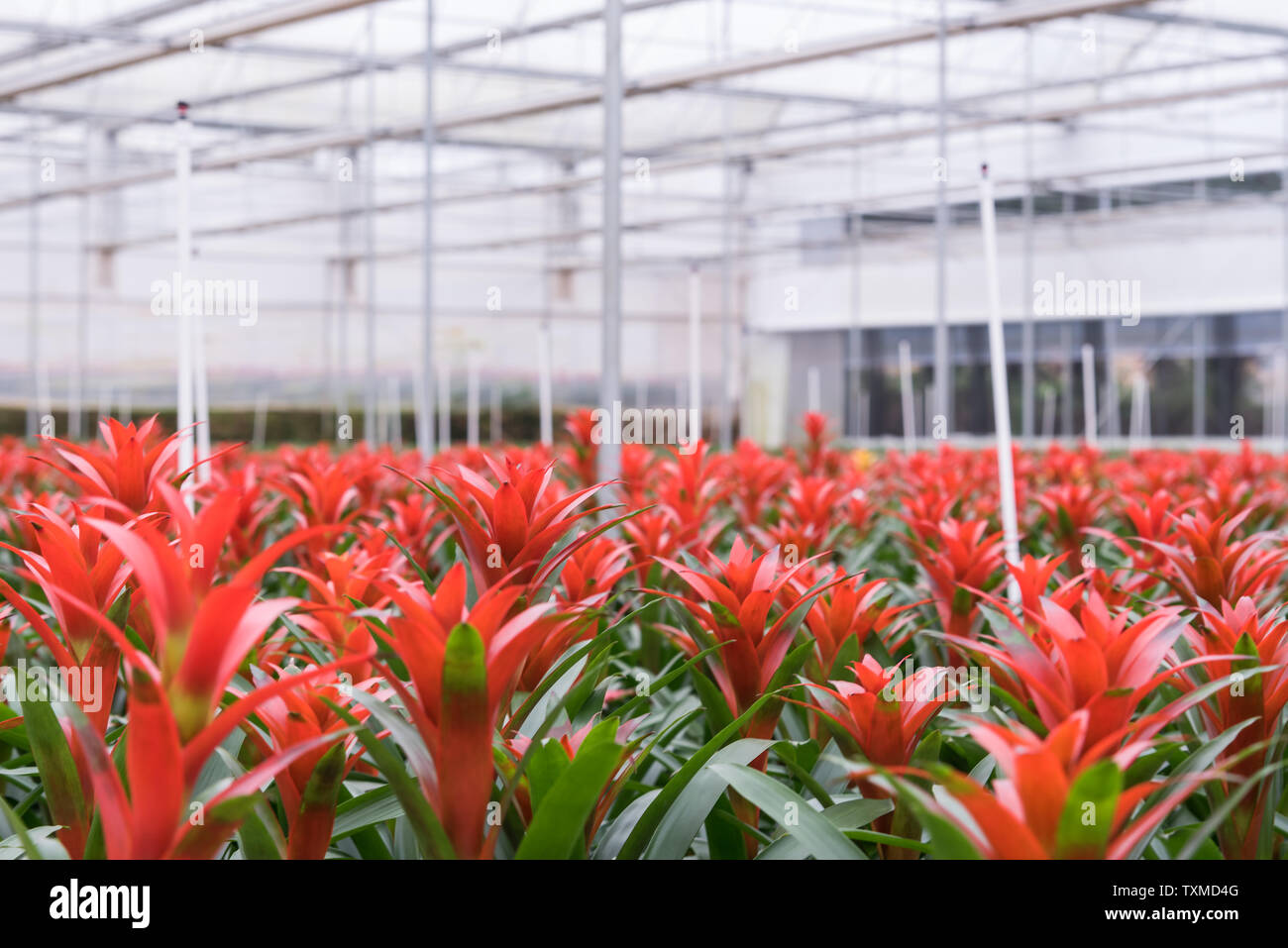 Zierpflanzen aus dem ausland -Fotos und -Bildmaterial in hoher ...