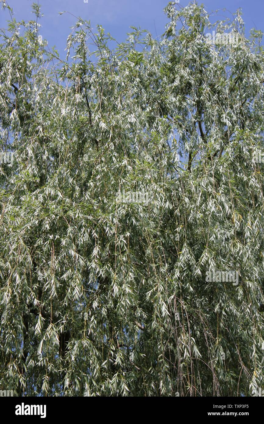 Salix Korbweiden Stockfotos und -bilder Kaufen - Alamy