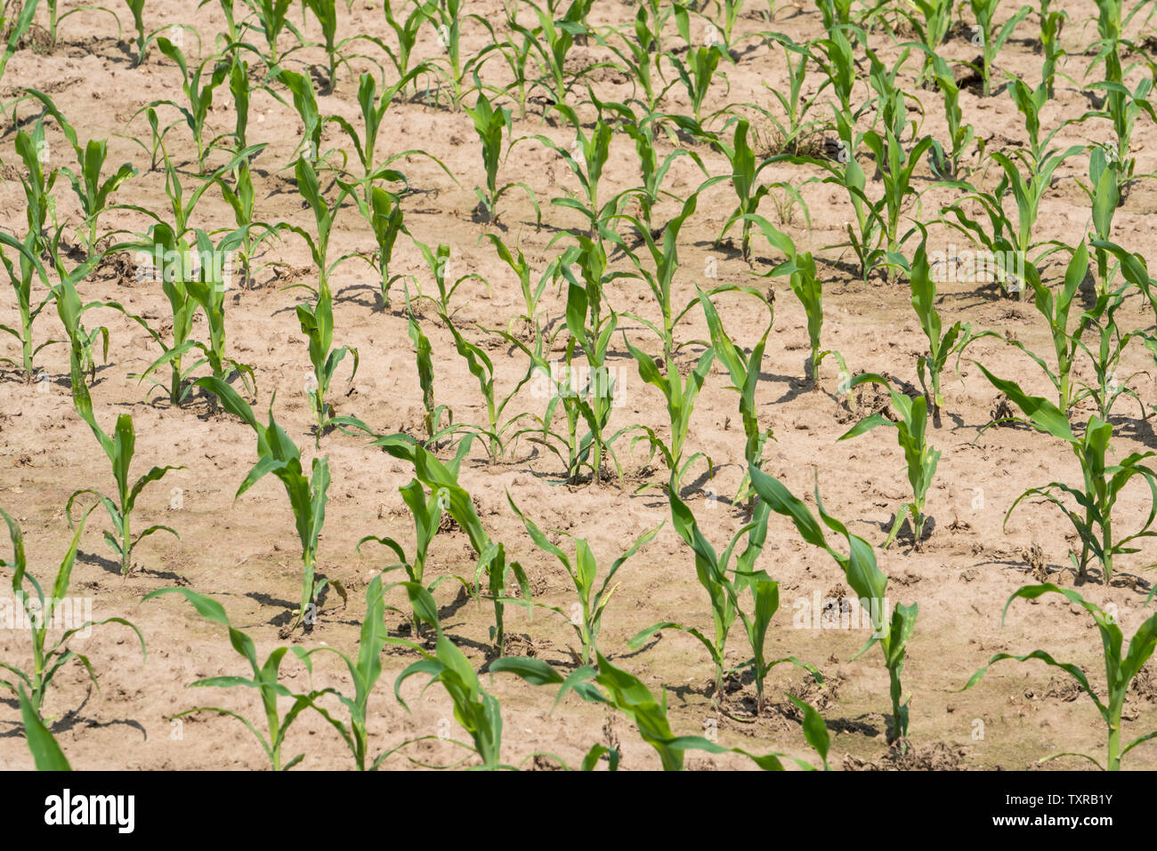 Ground maize -Fotos und -Bildmaterial in hoher Auflösung – Alamy