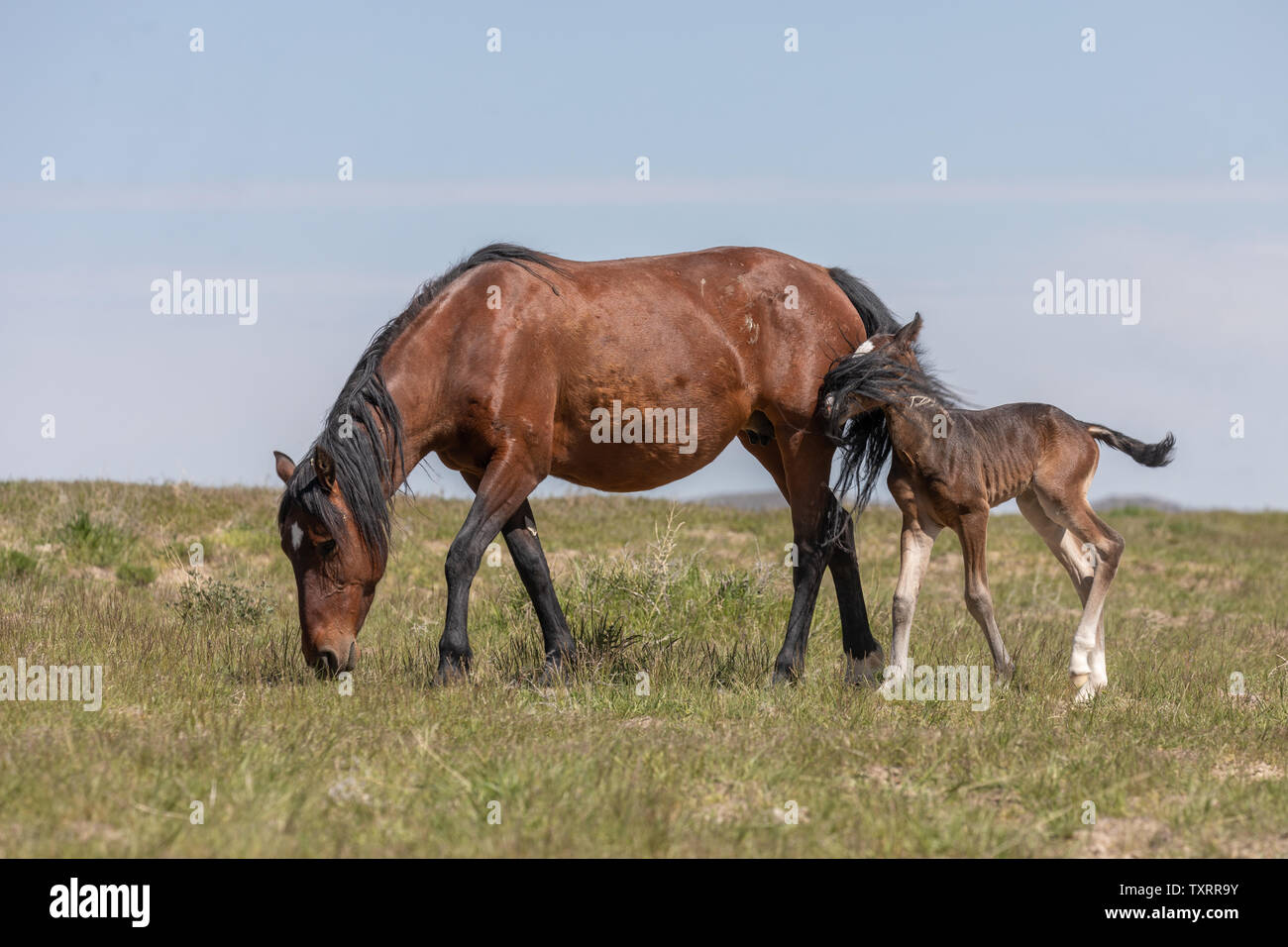 Wildes Pferd und Sein Fohlen Stockfotos und -bilder Kaufen - Alamy