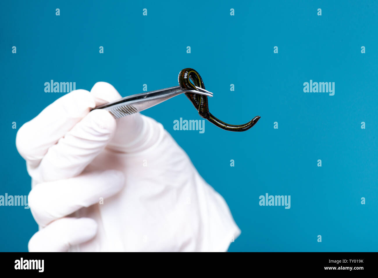 Medizinische blutegel hirudo medicinalis -Fotos und -Bildmaterial in ...