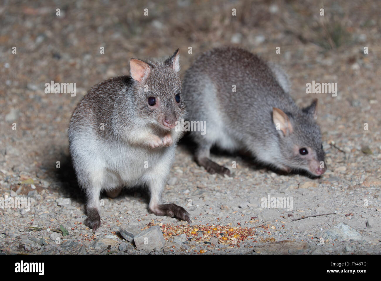 Kangaroo rat Stockfotos und -bilder Kaufen - Alamy