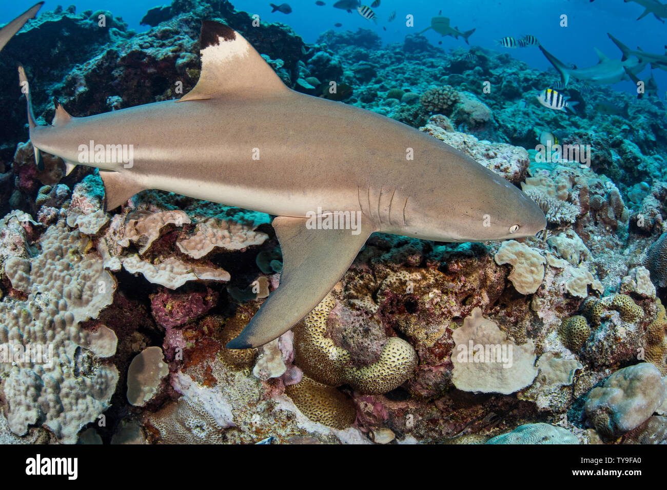 Riff schwarzspitzenhaie carcharhinus melanopterus -Fotos und ...
