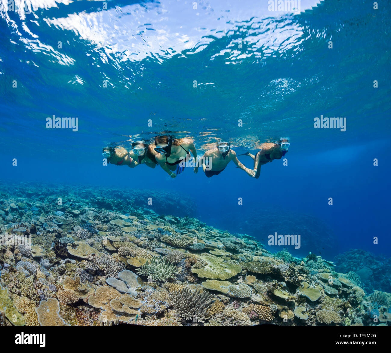 Tauchen in fidschi -Fotos und -Bildmaterial in hoher Auflösung – Alamy