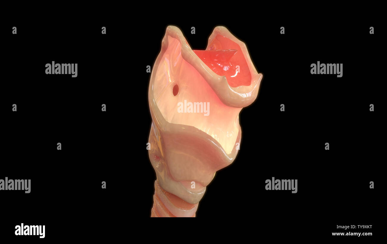 Pharynx anatomy -Fotos und -Bildmaterial in hoher Auflösung – Alamy