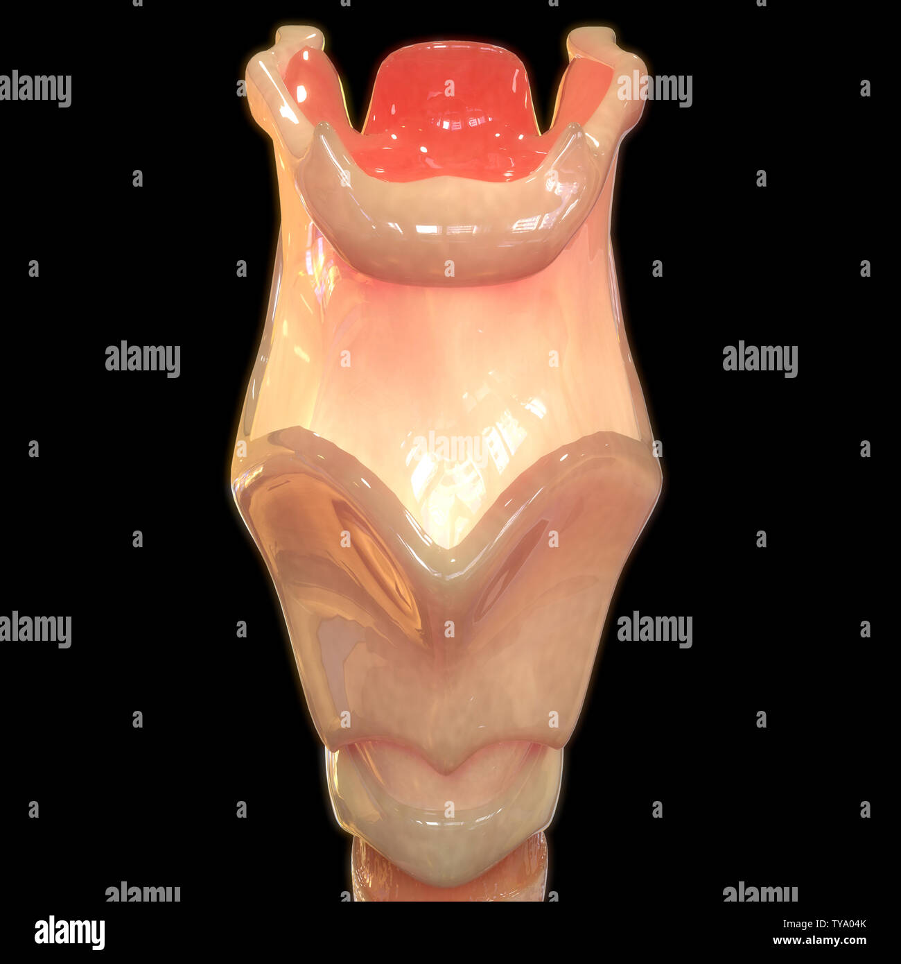 Menschliche Atmungssystem Kehlkopf und Rachen Anatomie Stockfotografie ...
