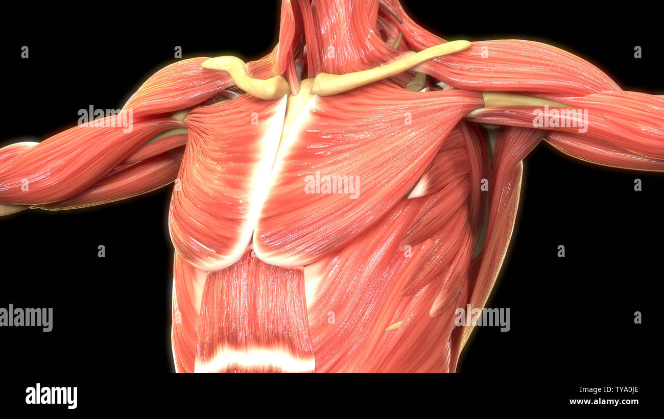 Menschliche Körper Muskeln Anatomie Stockfotografie - Alamy