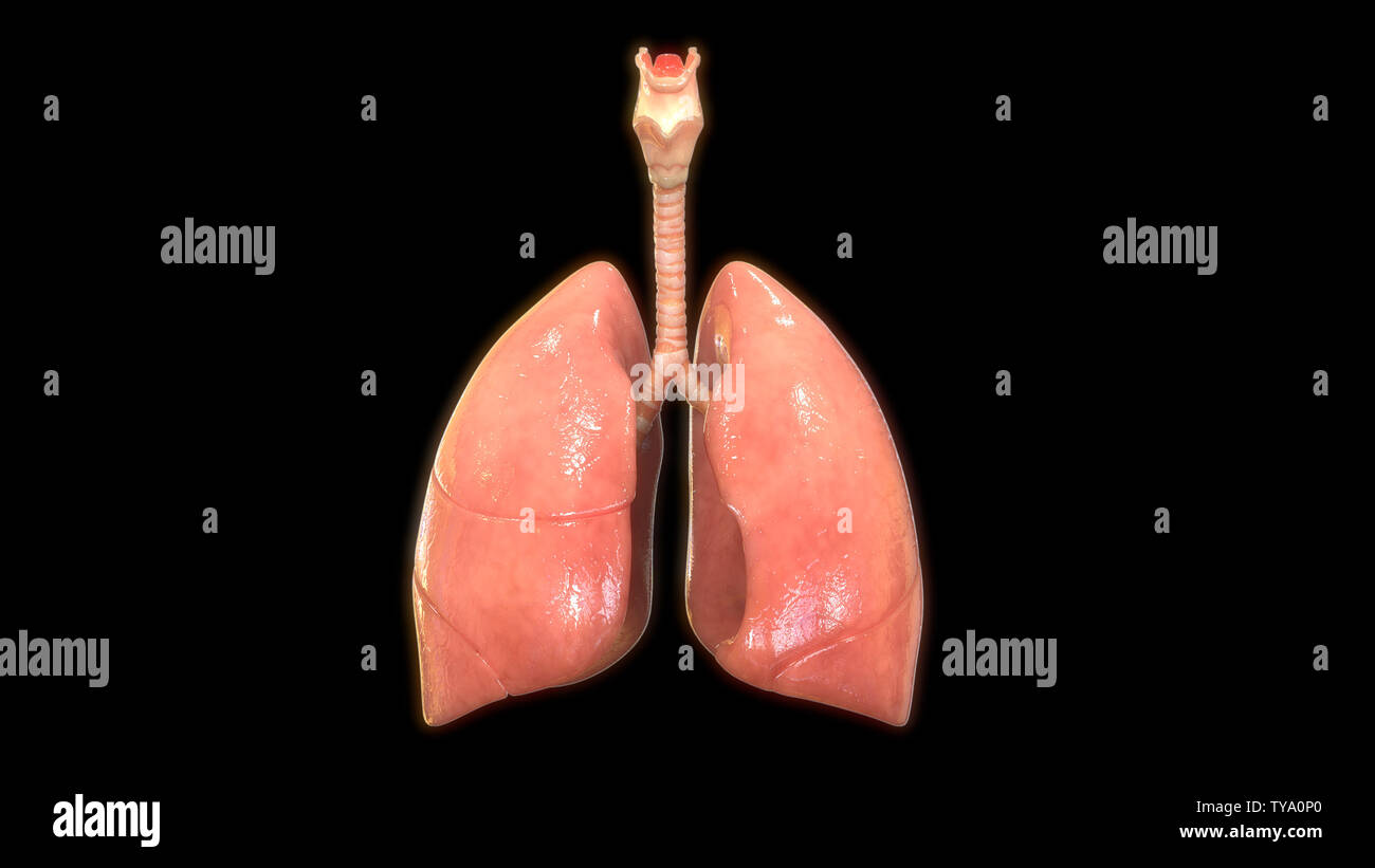 Menschliche Atmungssystem Lungen Anatomie Stockfotografie - Alamy