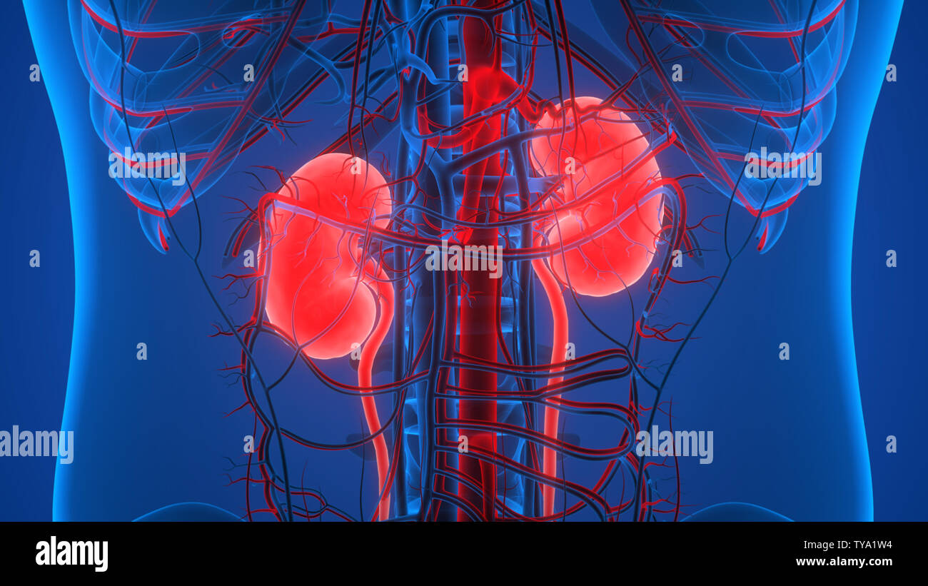 Male prostate gland -Fotos und -Bildmaterial in hoher Auflösung – Alamy